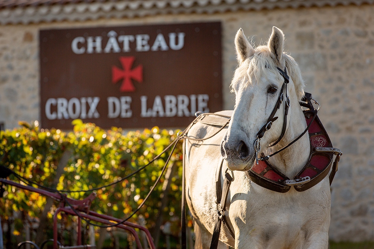 Visite Château Croix De Labrie - Bordeaux